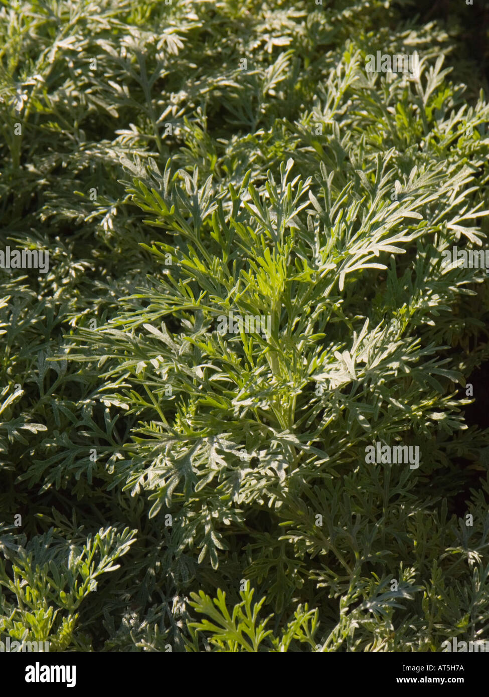 Absinthe plant Artemisia absinthum photographed in Morocco Stock Photo ...