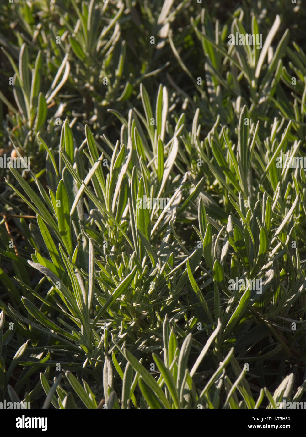 Lavender plant Lavandula officinalis photographed in Morocco Stock ...