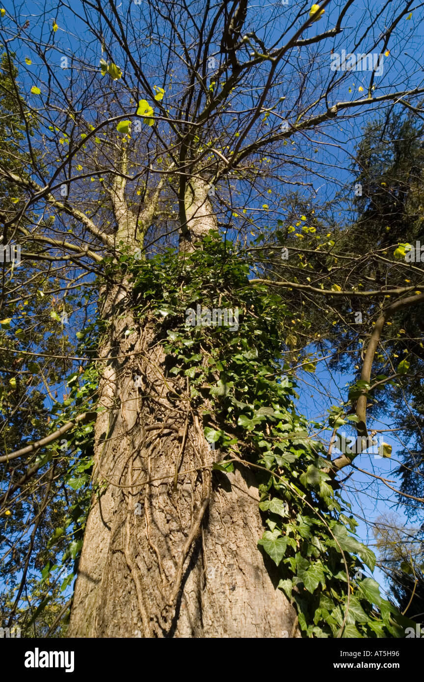 Dead tree ivy hi-res stock photography and images - Alamy