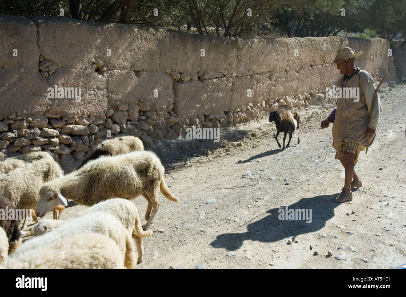 Morocco lamb follows the flock as shepherd drives sheep in Oued Nfis ...