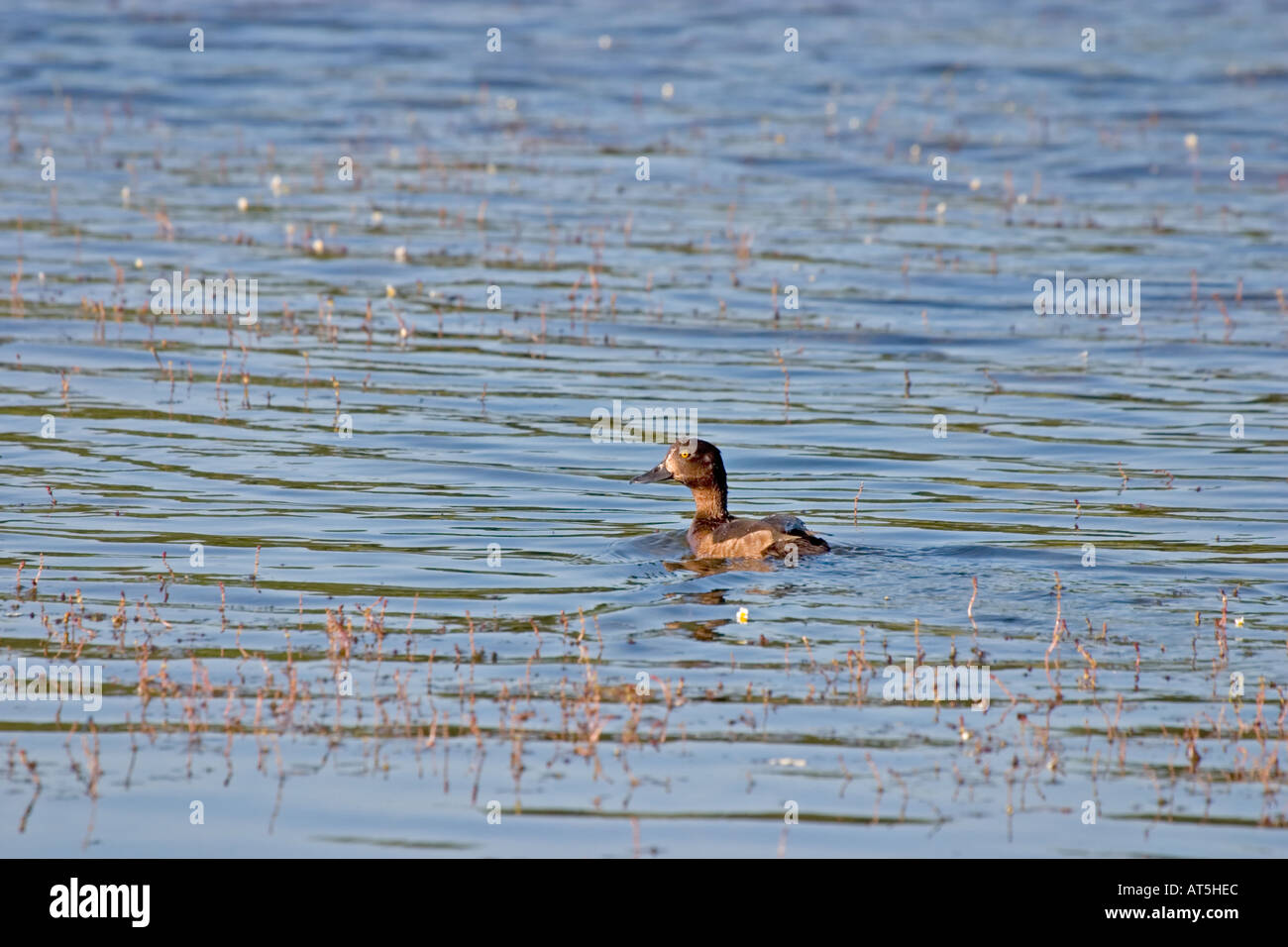 Short bird hi-res stock photography and images - Alamy