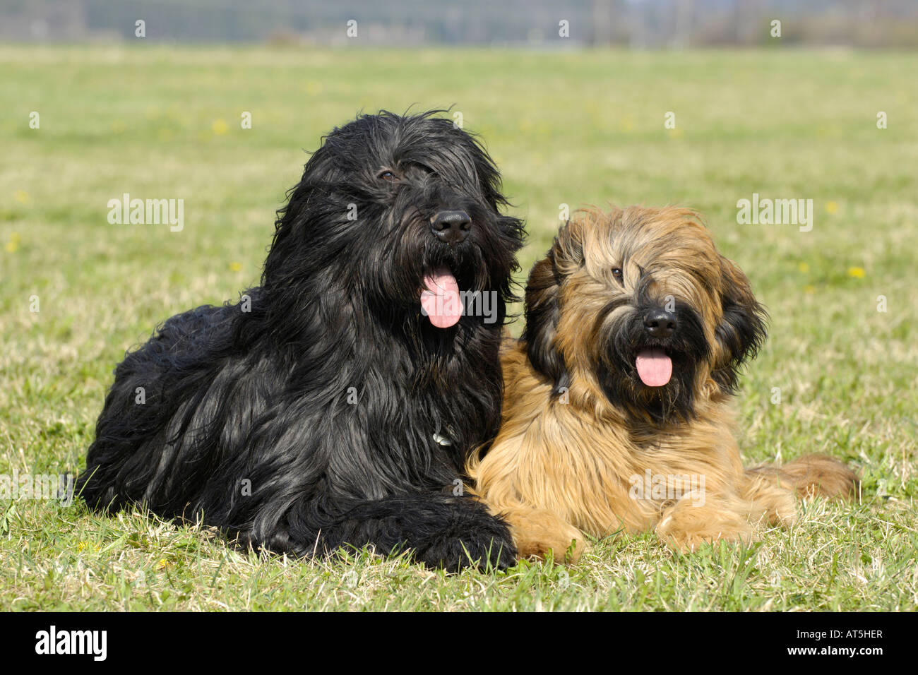 Berger de Brie dogs male and female Stock Photo - Alamy