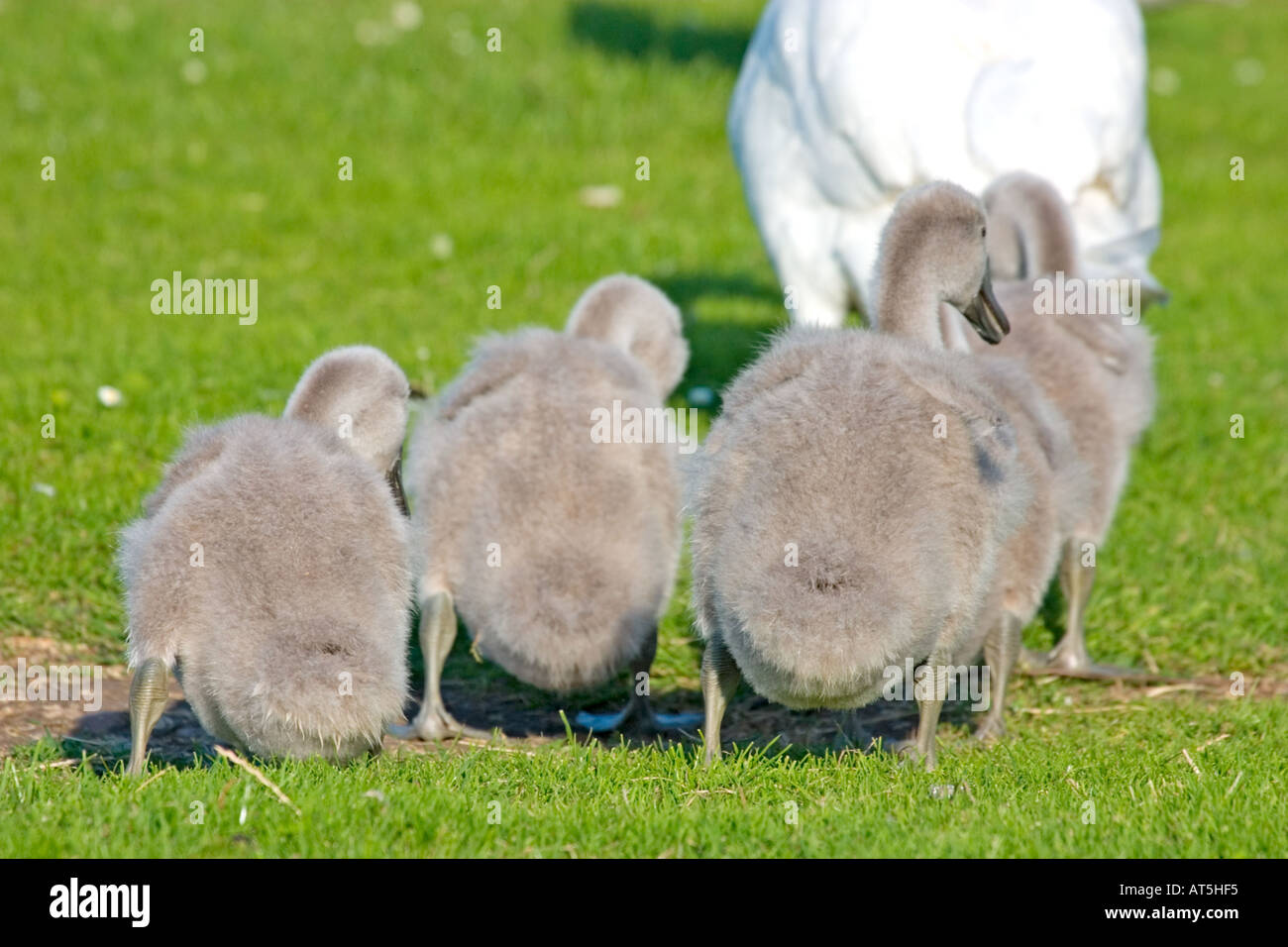 Cygnets following parents hi-res stock photography and images - Alamy