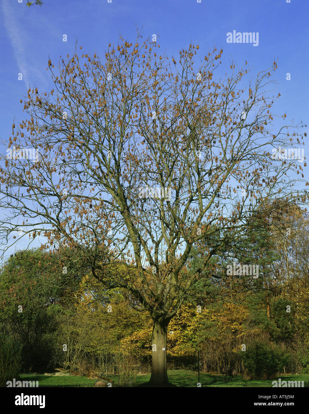 botany, Fraxinus, "European Ash" (Fraxinus excelsior), tree, autumn ...
