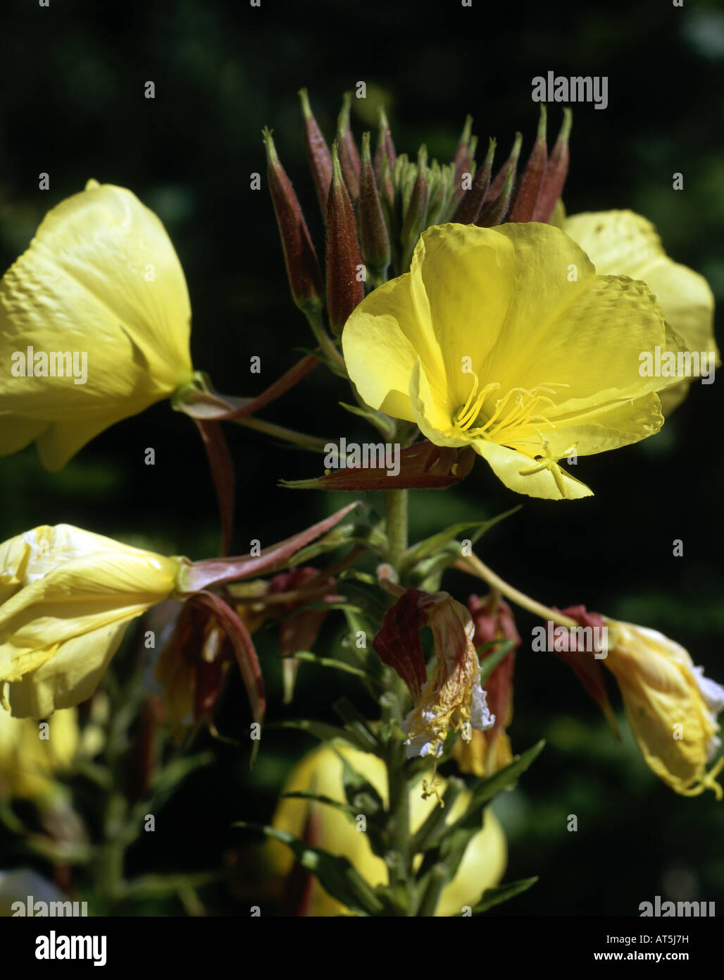 botany, evening primrose, (Oenothera), Oakes evening-primrose ...
