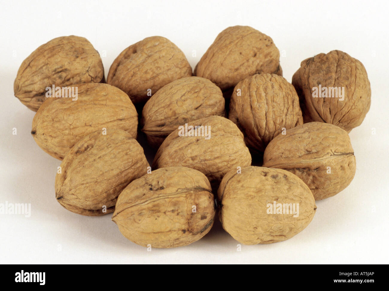 botany, Juglans, "Persian Walnut" (Juglans regia), several walnuts with ...