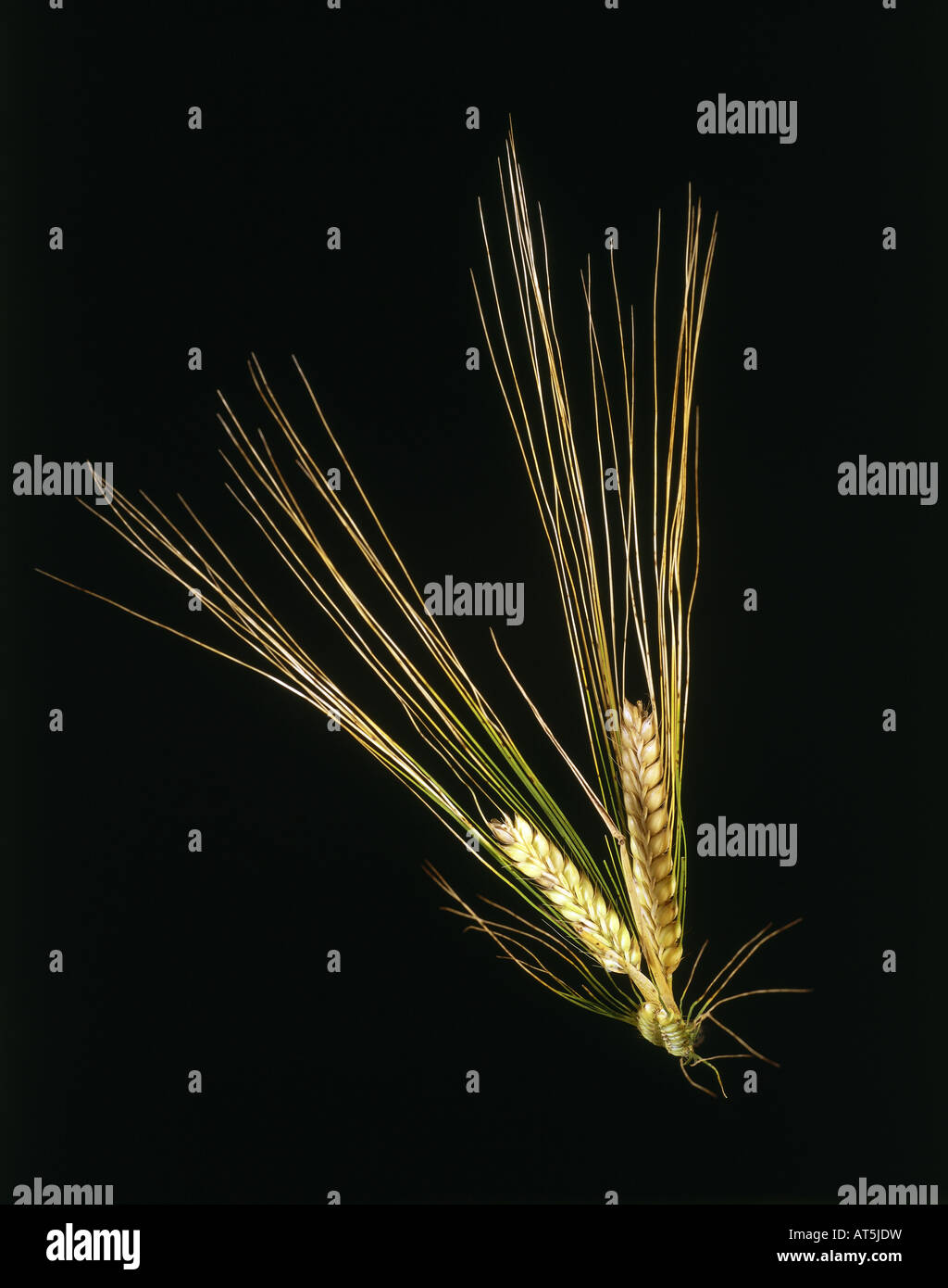 botany, agricultural plants, cereal, Barley, (Hordeum vulgare), spikes ...