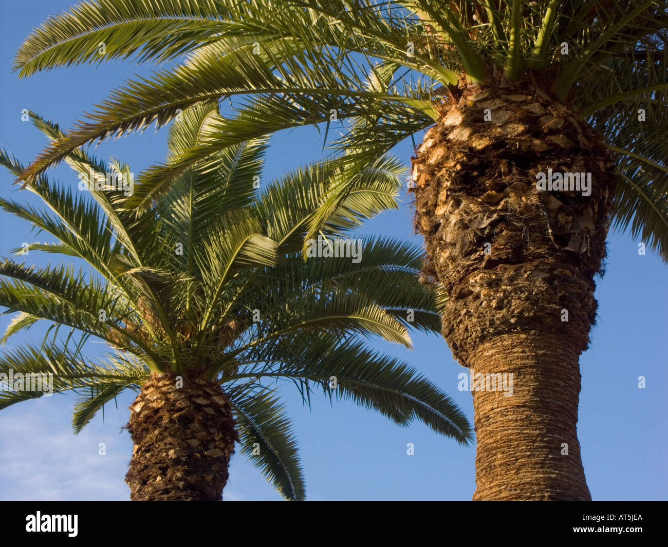 Palm tree detail Marrakech Morocco Stock Photo - Alamy