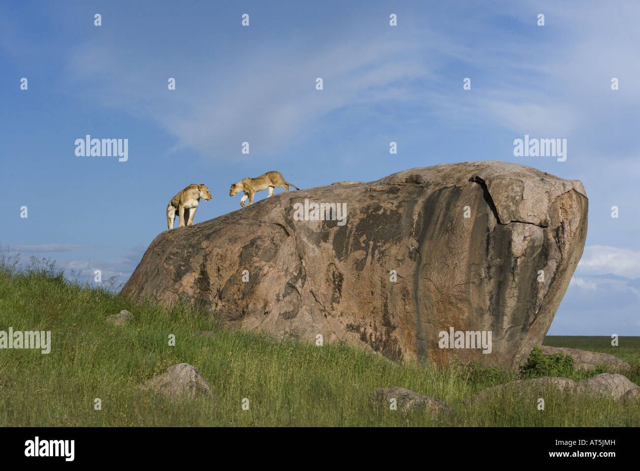 zoology / animals, mammal / mammalian, Felidae, Lion (Panthera leo ...