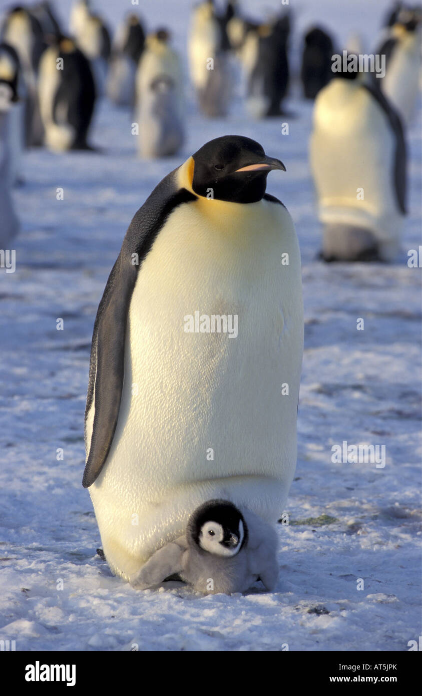 Antarctic Animals Penguins