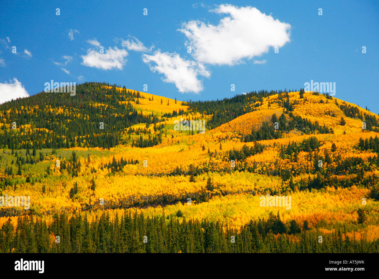 Aspen trees in autumn above Lake City, Colorado Stock Photo - Alamy