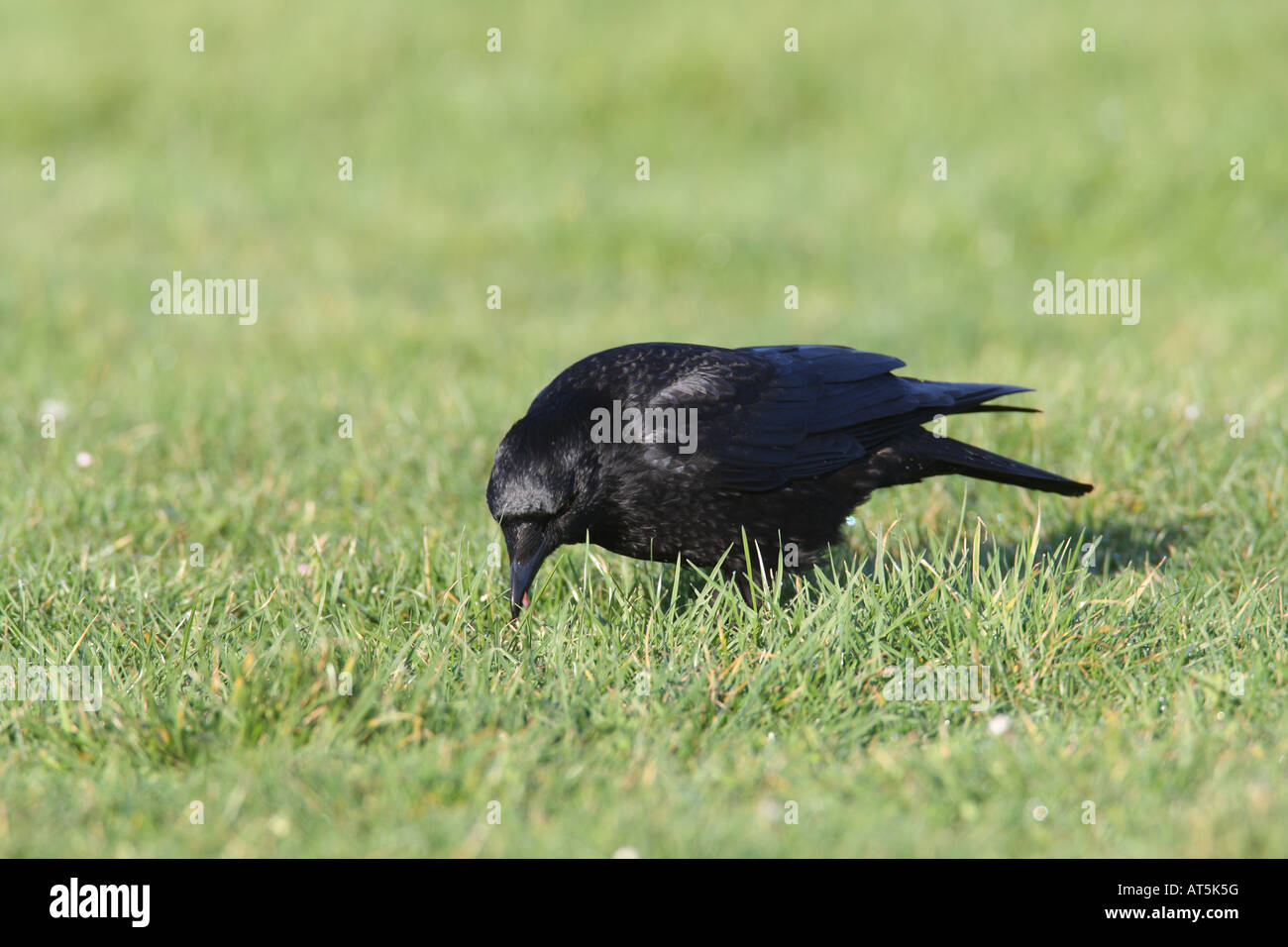 CARRION CROW CORVUS CORONE CATCHING WORM ON GRASSLAND SIDE VIEW Stock ...