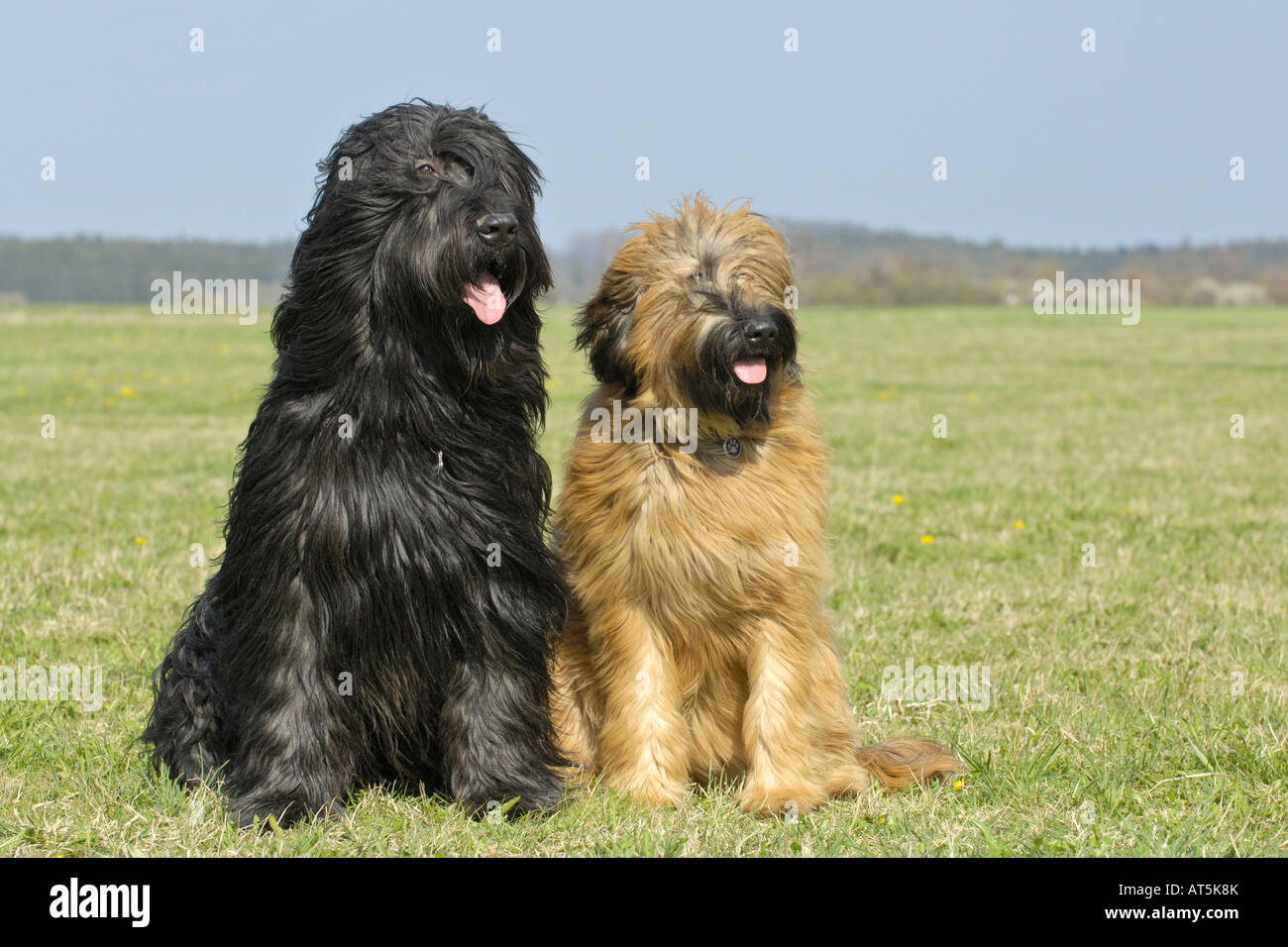 Berger de Brie dogs male and female Stock Photo - Alamy