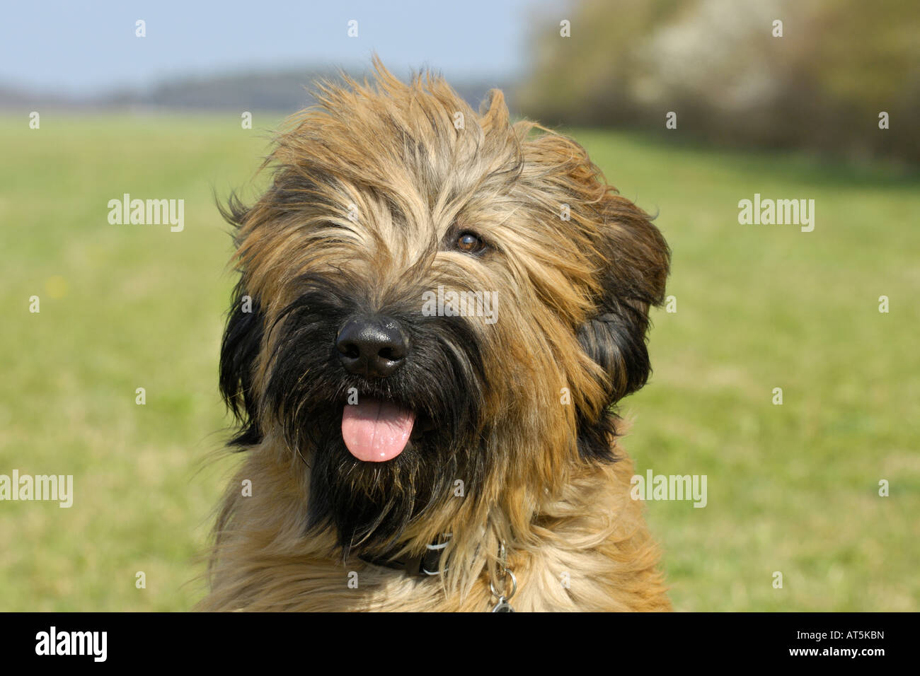 "Berger de Brie" dog Stock Photo - Alamy