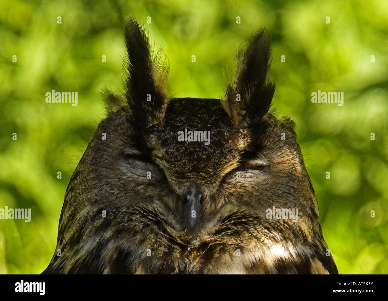 log eared owl asleep on log Stock Photo - Alamy