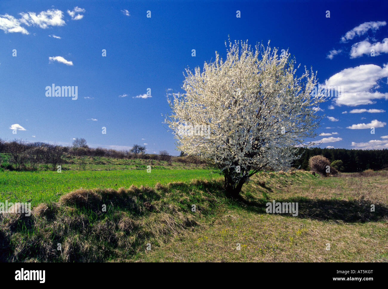 Poland landscape - spring Stock Photo - Alamy