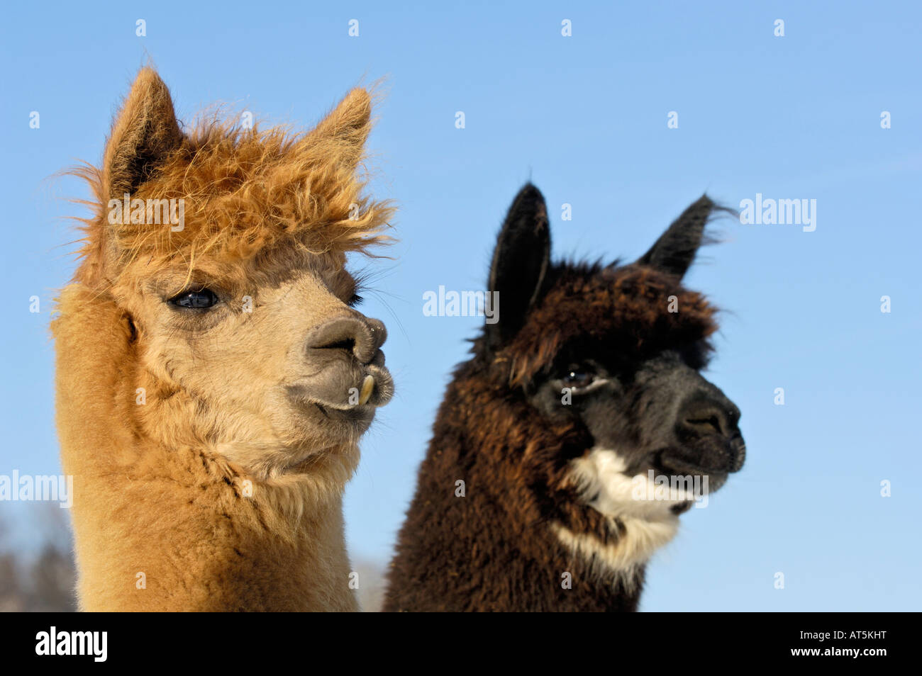 Alpaca / Lama pacos. Domestic animal originating from the Anden ...