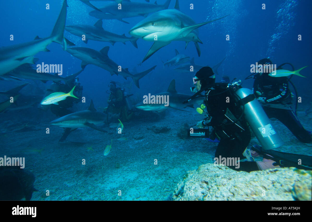 zoology, fish, shark, Bahamas, diver with sharks, Additional-Rights ...