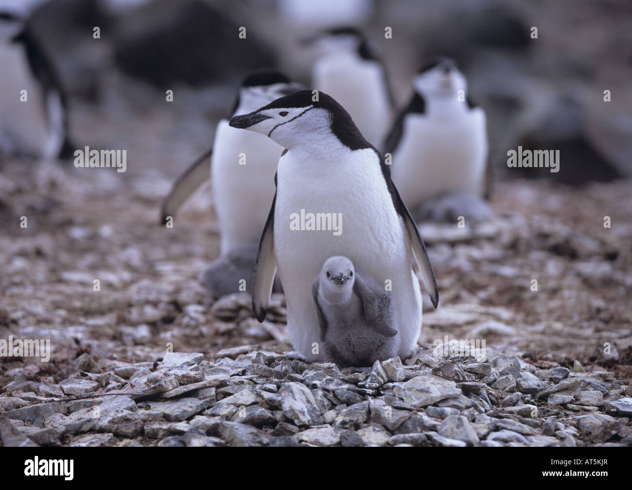zoology / animals, birds, penguins, Chinstrap Penguin (Pygoscelis ...