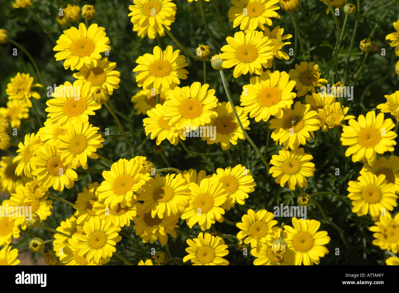 Yellow Daisy Flowers Stock Photo - Alamy