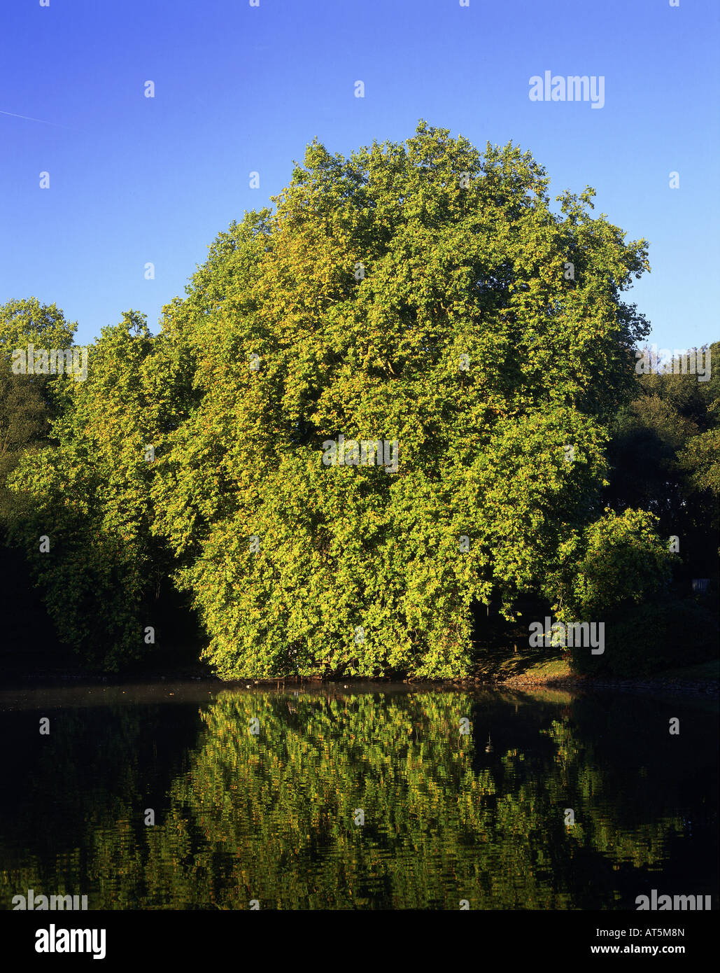 botany, Platanus, "London Plane Tree" (Platanus x acerifolia), tree ...