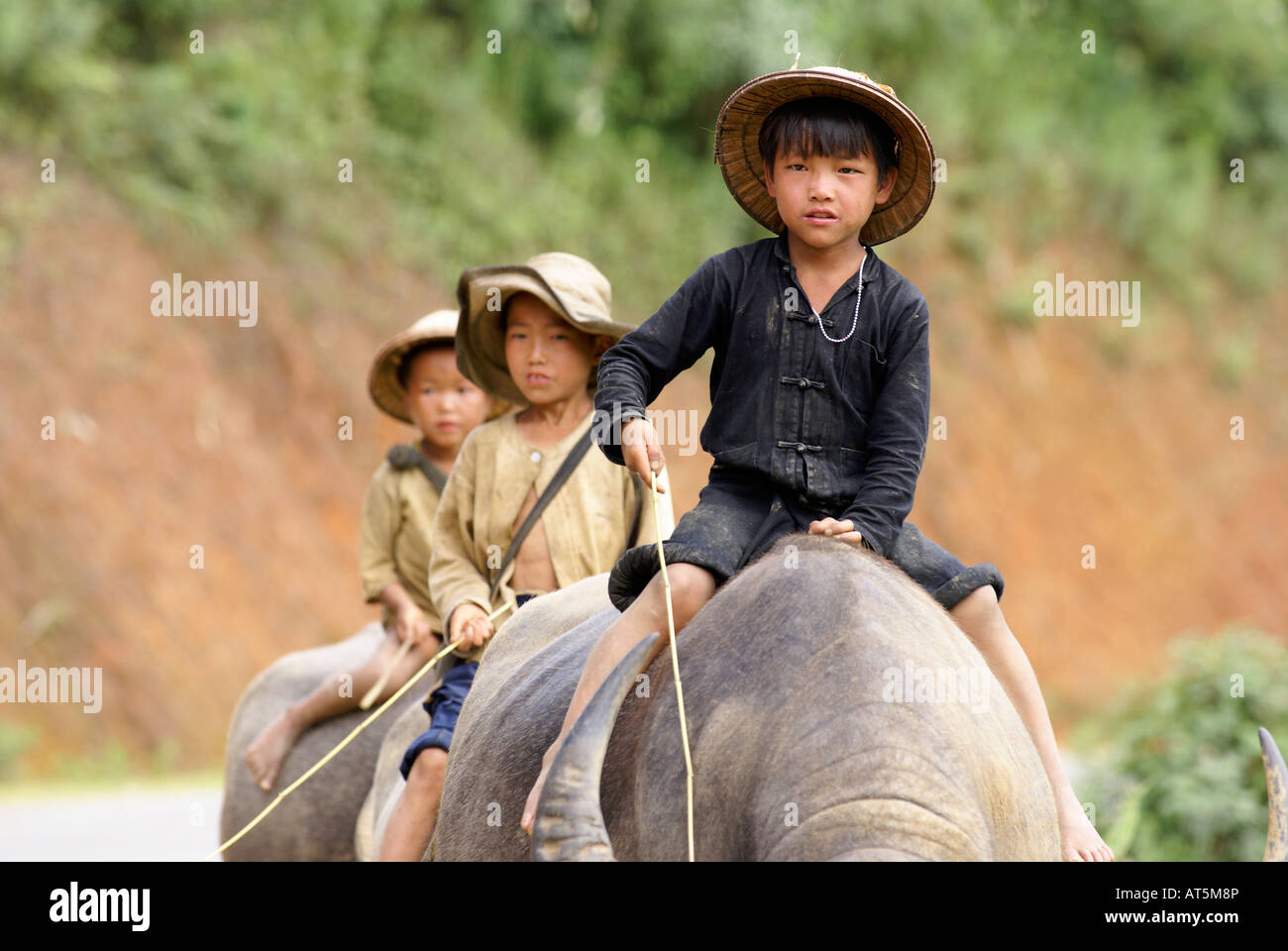 Vietnamese boys riding water buffalo, Sapa, Vietnam Stock Photo - Alamy