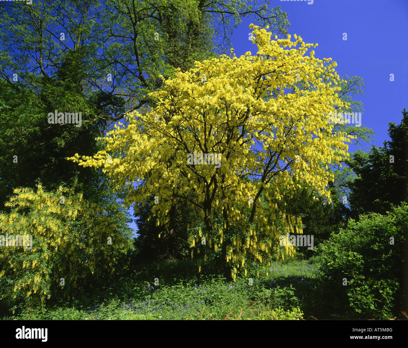 botany, Laburnum, "Common Laburnum" (Laburnum anagyroides), small tree ...