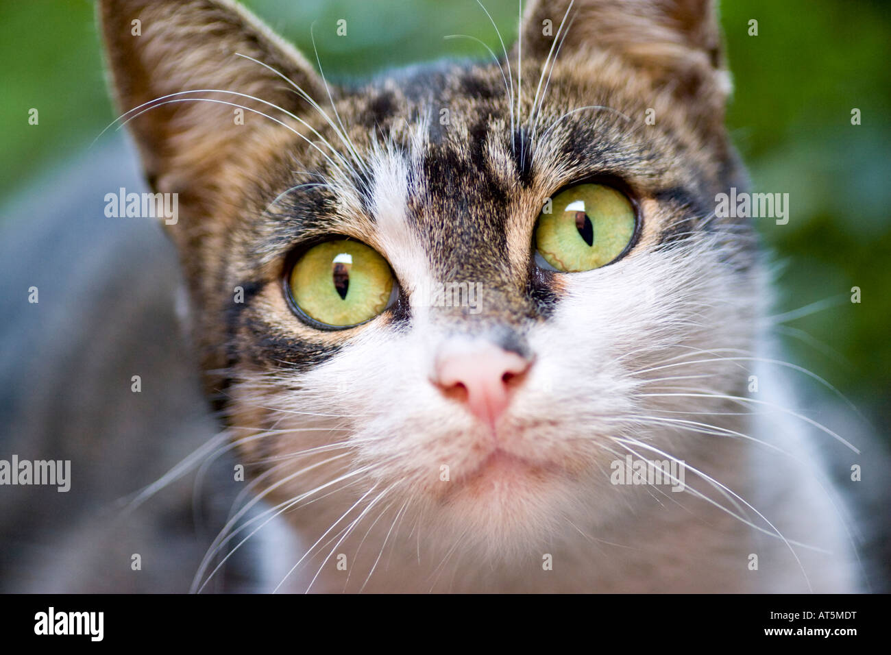 Stray cat, felis catus Stock Photo - Alamy