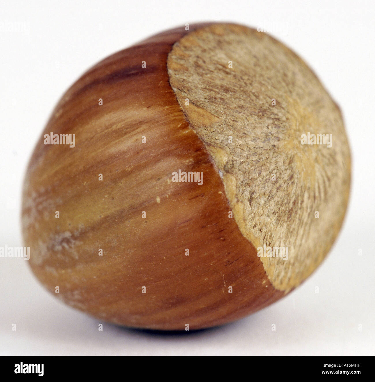 Common hazel corylus avellana fruit hi-res stock photography and images ...