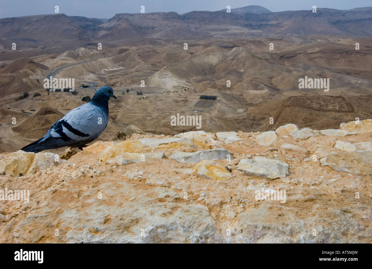 Pigeons Eye High Resolution Stock Photography and Images - Alamy