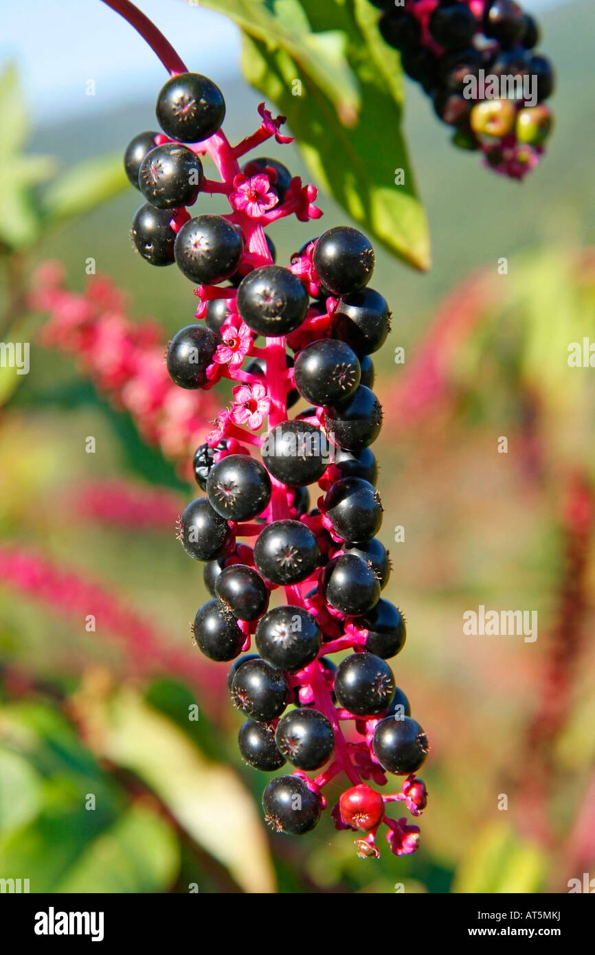 Poke weed berries hi-res stock photography and images - Alamy