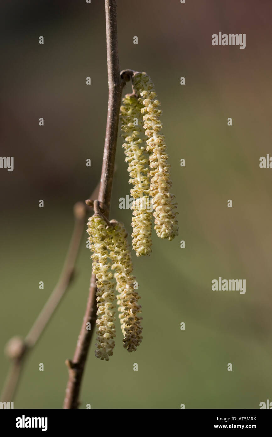 Hazel shrubs hi-res stock photography and images - Alamy