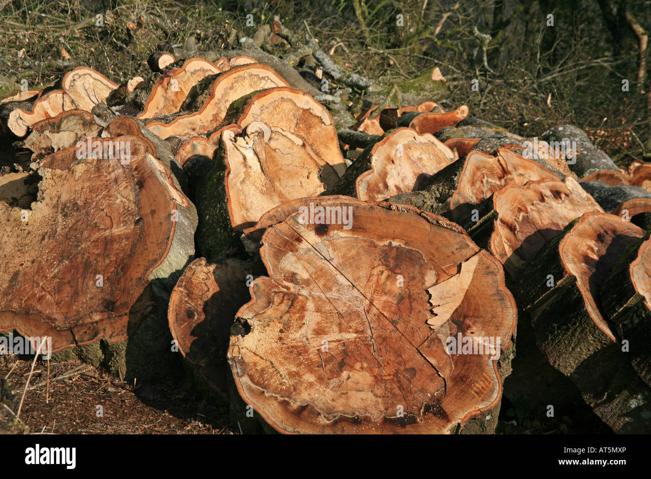 Felled beech hi-res stock photography and images - Alamy