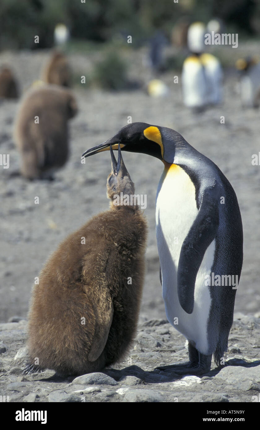 zoology / animals, birds, penguins, King Penguin, (Aptenodytes ...
