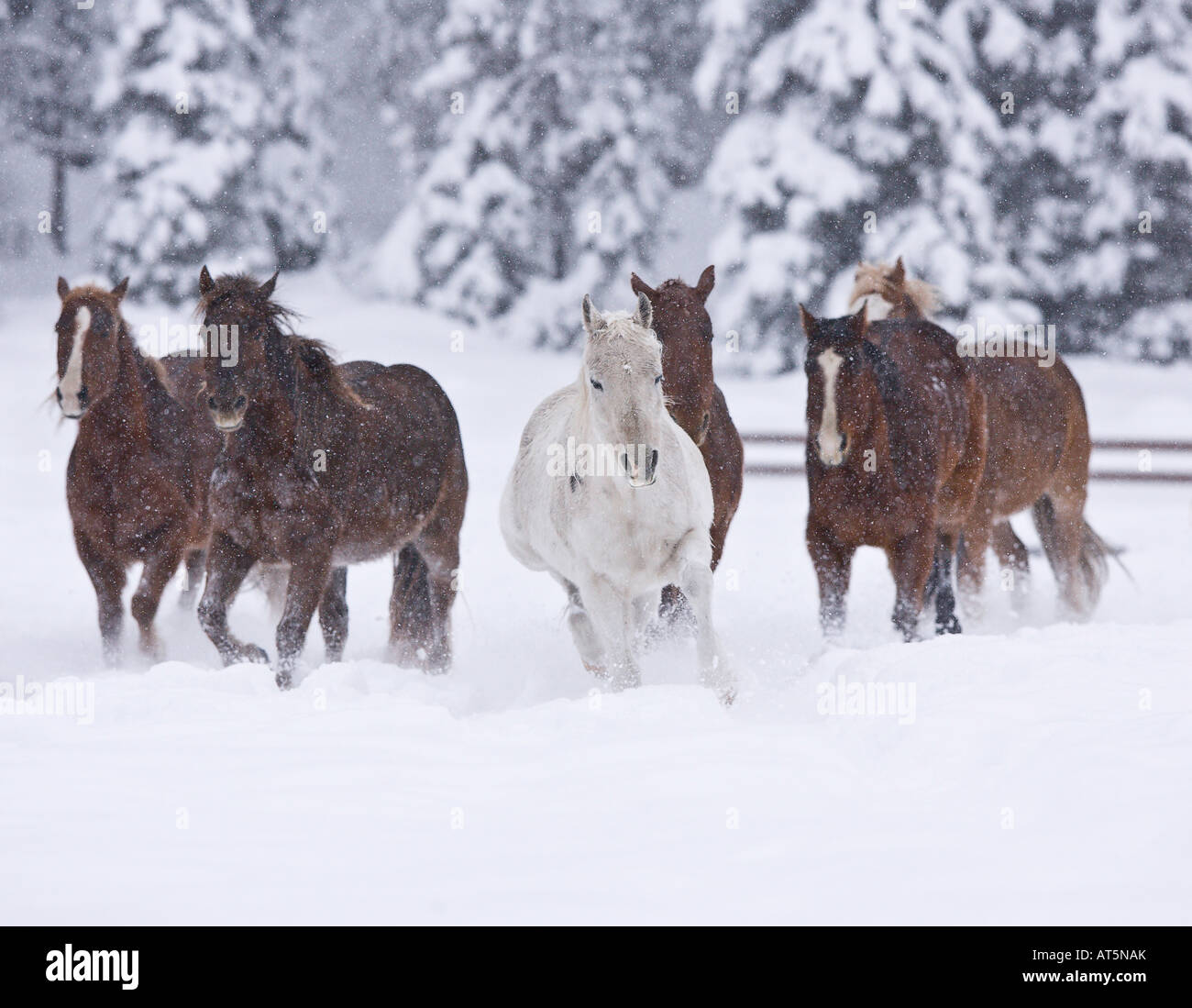 Wild Horses Running In Snow
