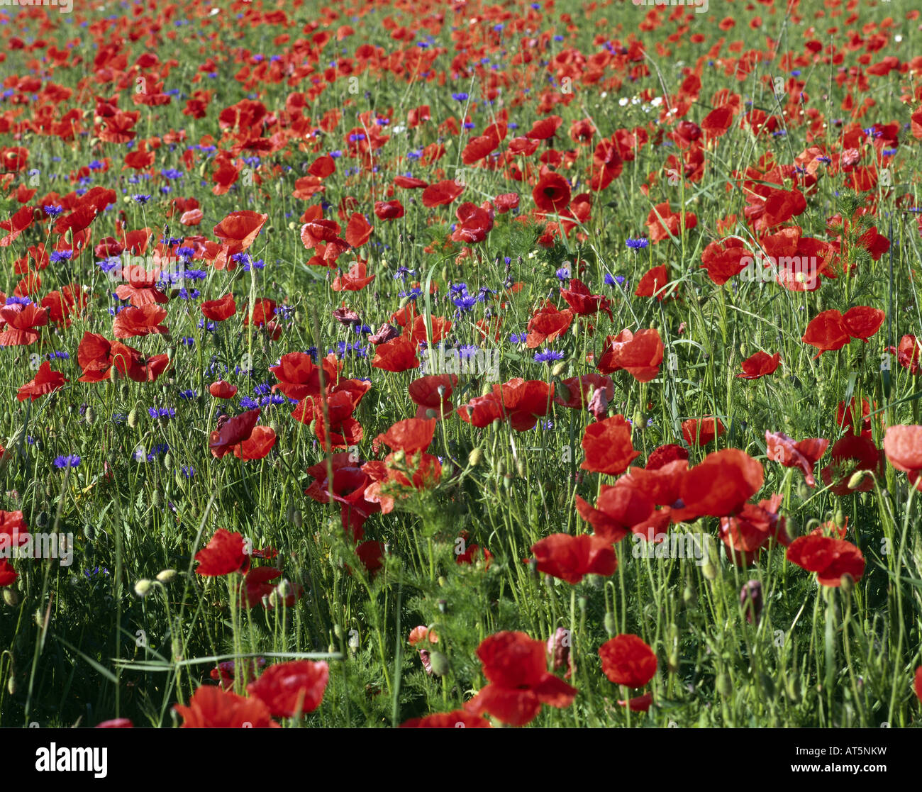 botany, poppy, Corn Poppy, (Papaver rhoeas), meadow with poppies ...