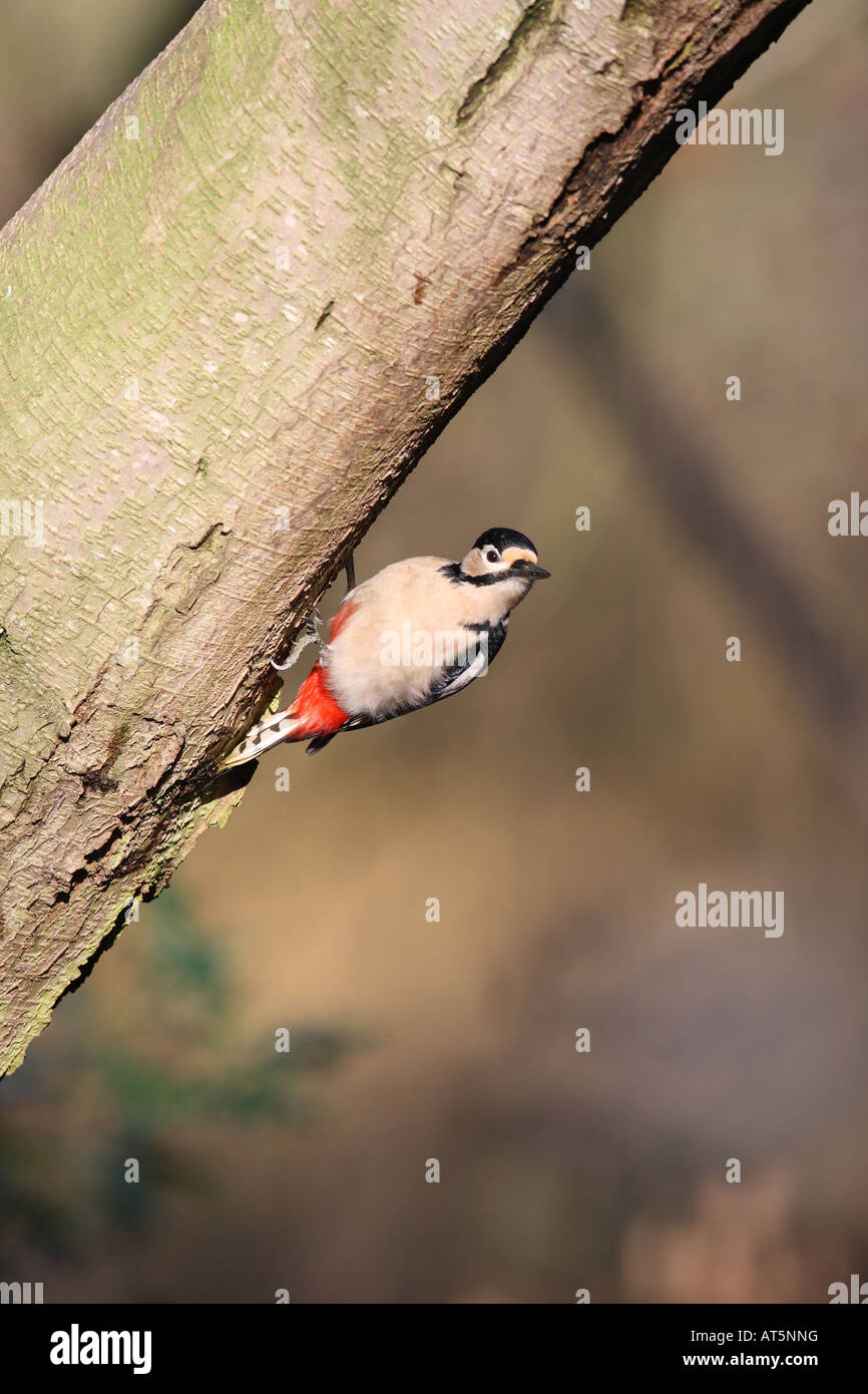 GREAT SPOTTED WOODPECKER DENDROCOPUS MAJOR WALKING UP UNDERSIDE OF TREE ...