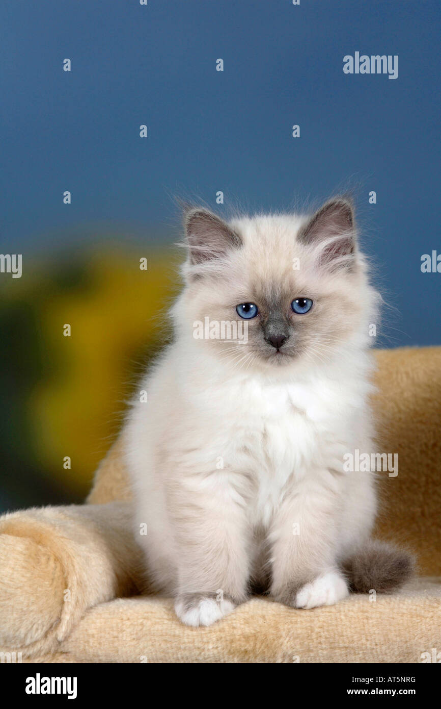 Sacred Cat of Birma kitten 8 weeks blue point Stock Photo - Alamy
