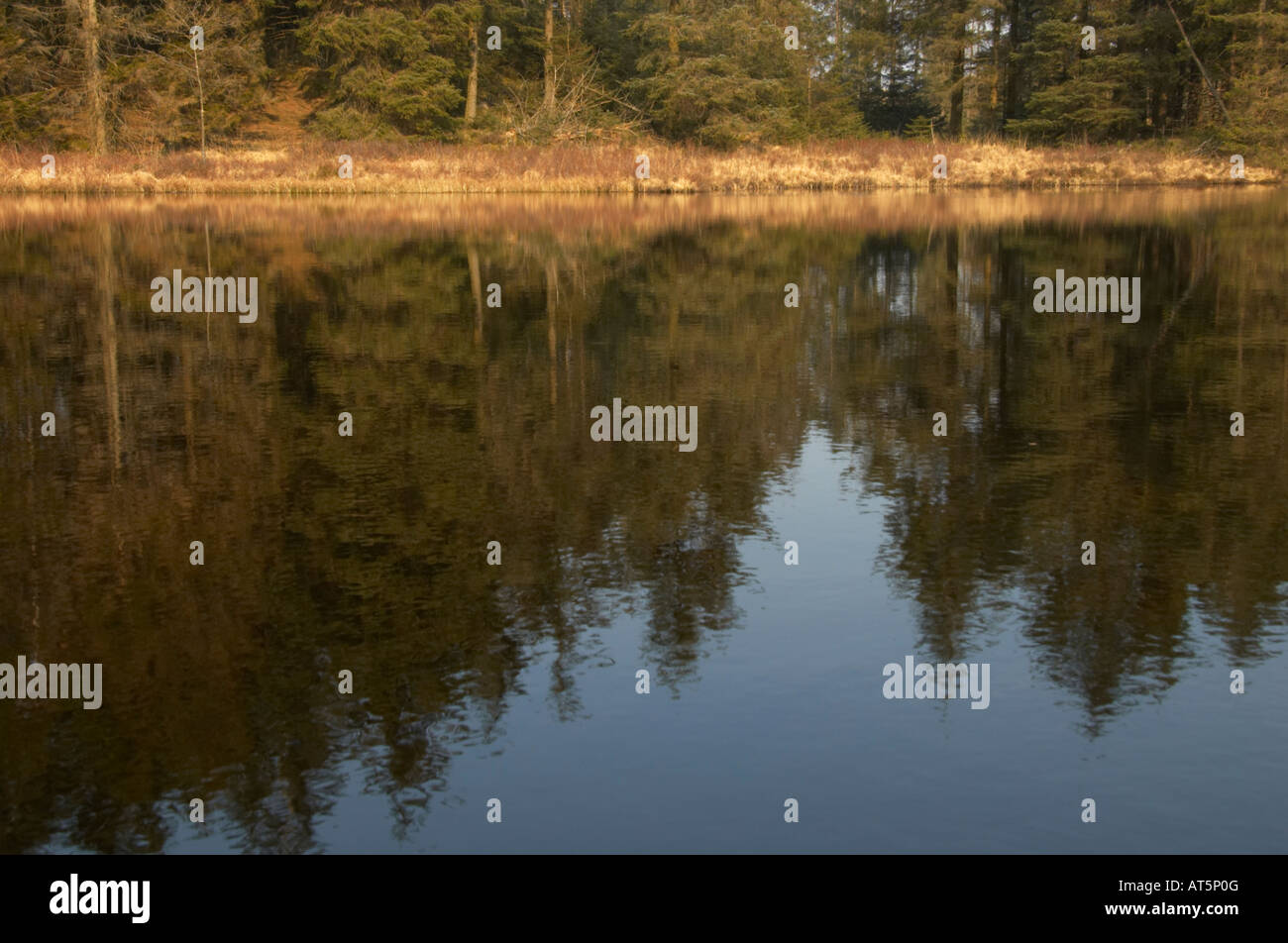 Grizedale forest cumbria hi-res stock photography and images - Alamy