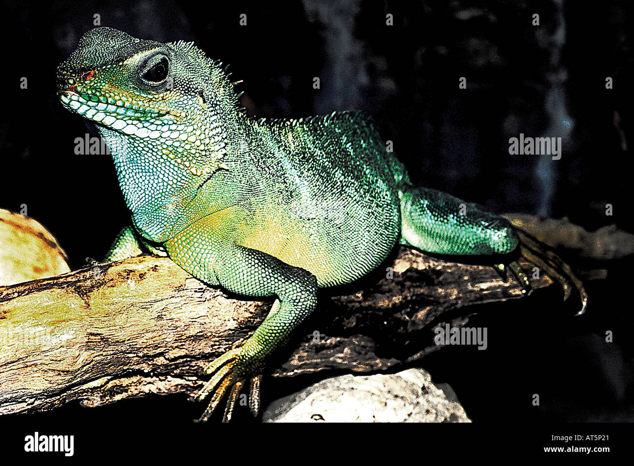 Echse krallen hi-res stock photography and images - Alamy