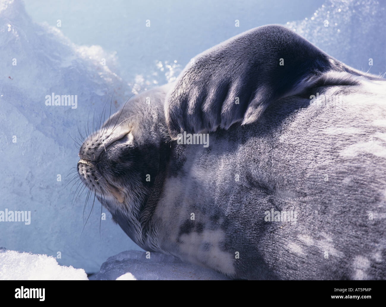 Zoology animals mammal mammalian seals hi-res stock photography and ...