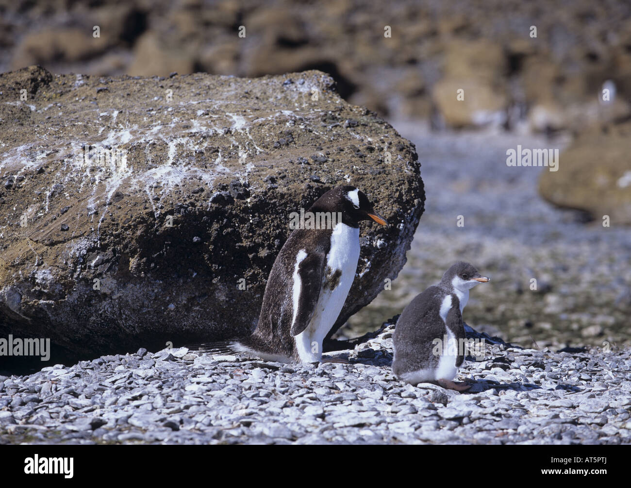 Cub penguin hi-res stock photography and images - Alamy