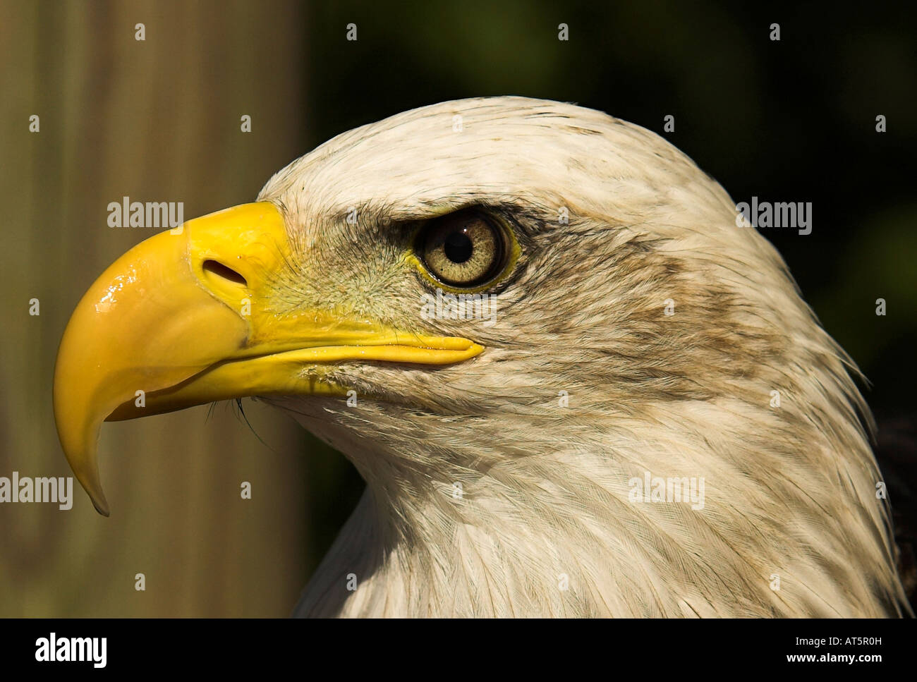 Sam The Eagle Wallpaper