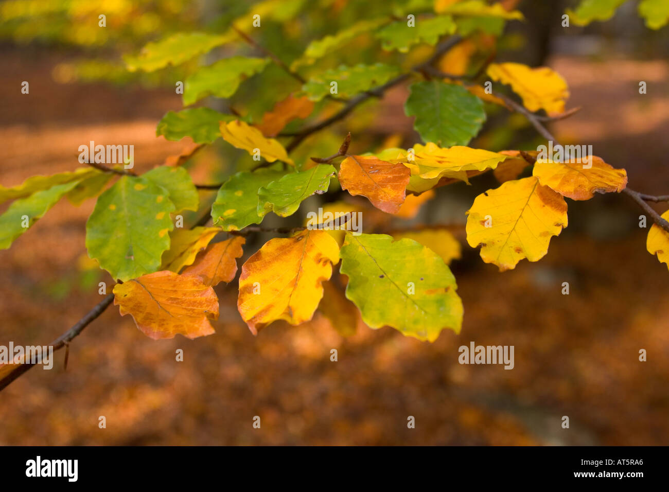 High beech epping hi-res stock photography and images - Alamy