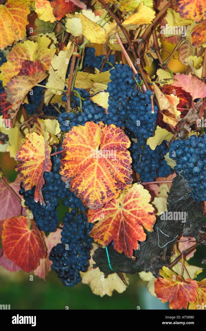 Weintrauben im Herbst Stock Photo - Alamy