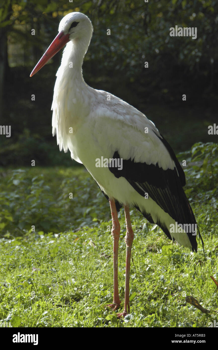 Storch auf Wiese Stock Photo - Alamy