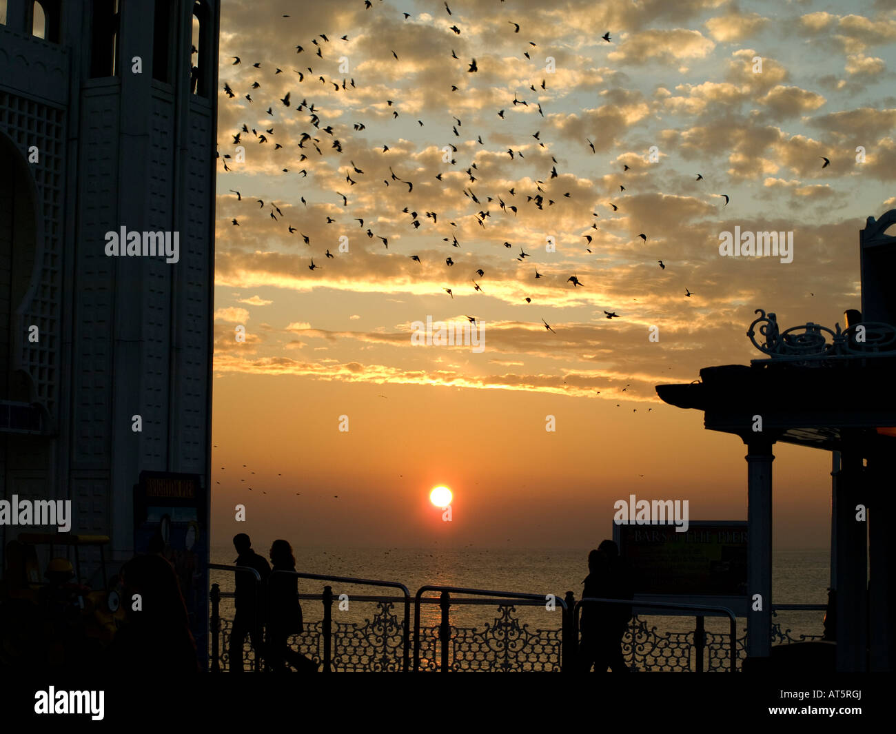 Brighton pier birds hi-res stock photography and images - Alamy