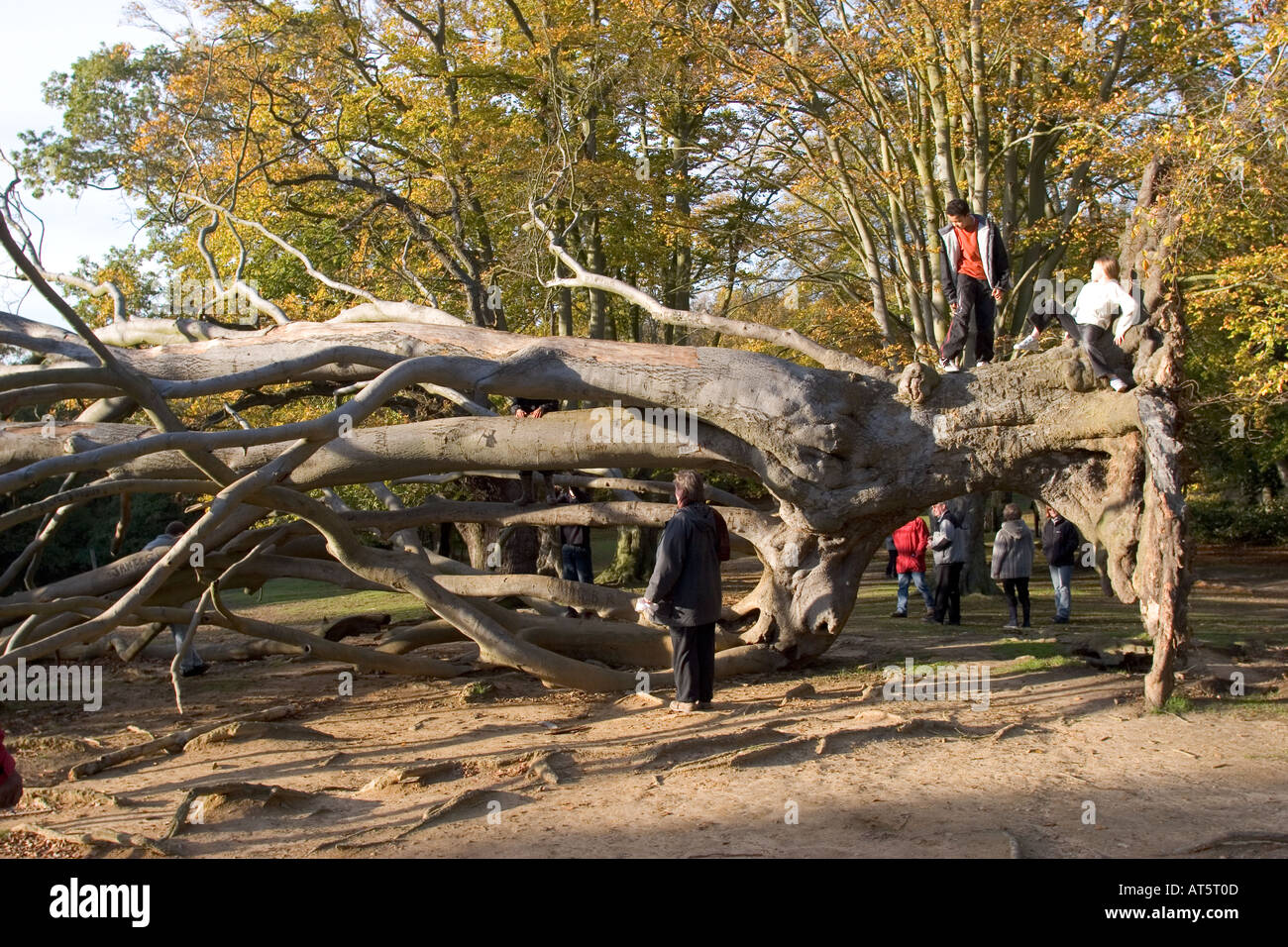 Children playing on a fallen tree trunk hi-res stock photography and ...