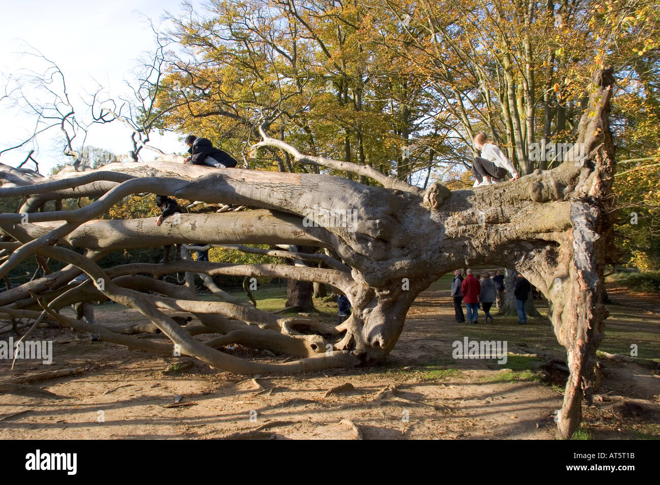 Children playing on a fallen tree trunk hi-res stock photography and ...