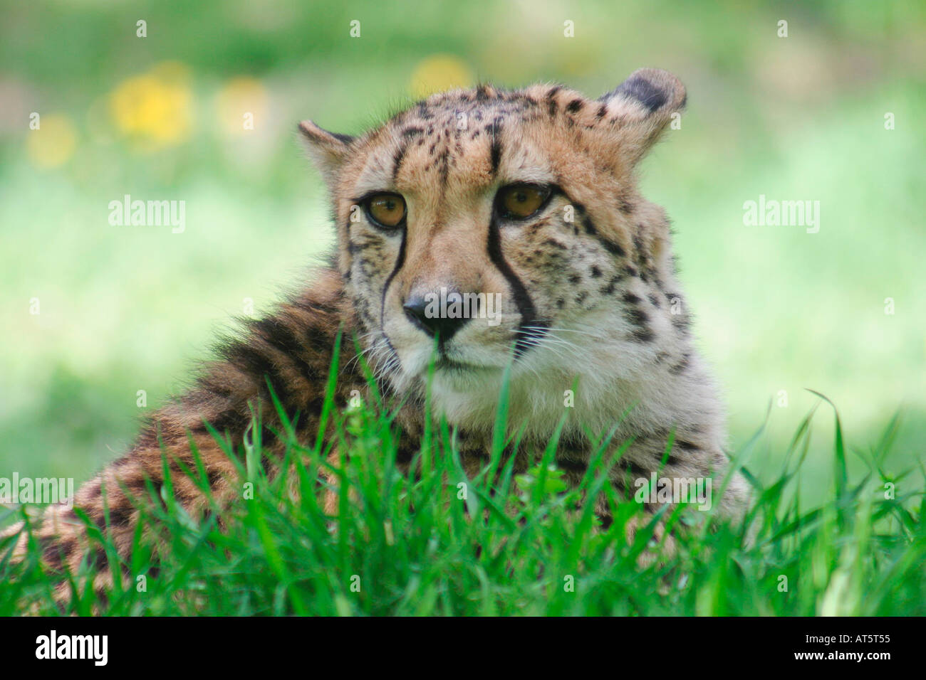 Gepard jagd hi-res stock photography and images - Alamy